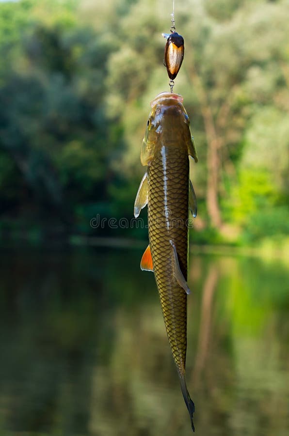 Pesce del cavedano fotografia stock. Immagine di rosso - 73943506