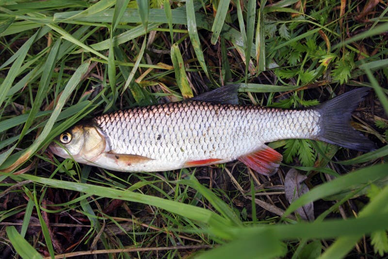 immagini di riserva di Cavedano - la sovranità di download 1,041 libera ...