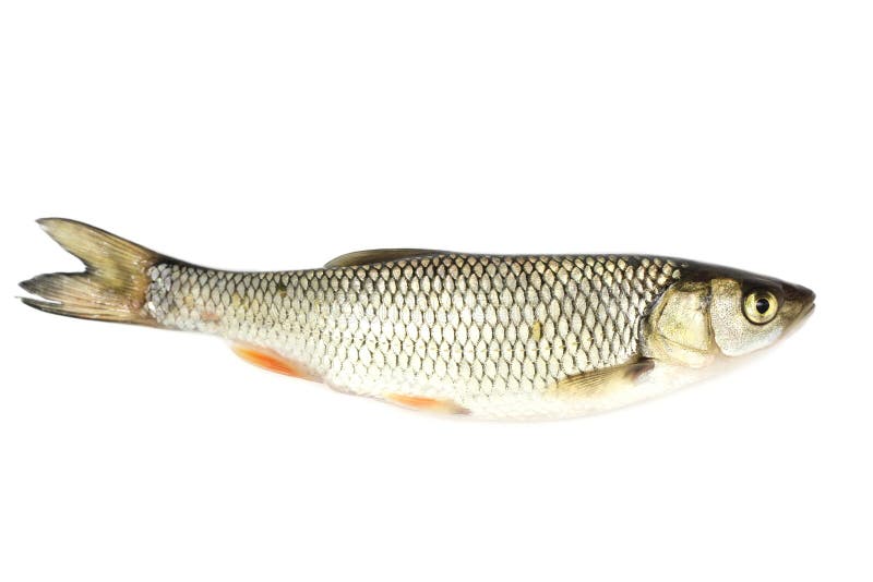 Cavedano, Isolato Sopra Bianco Fotografia Stock - Immagine di animale ...