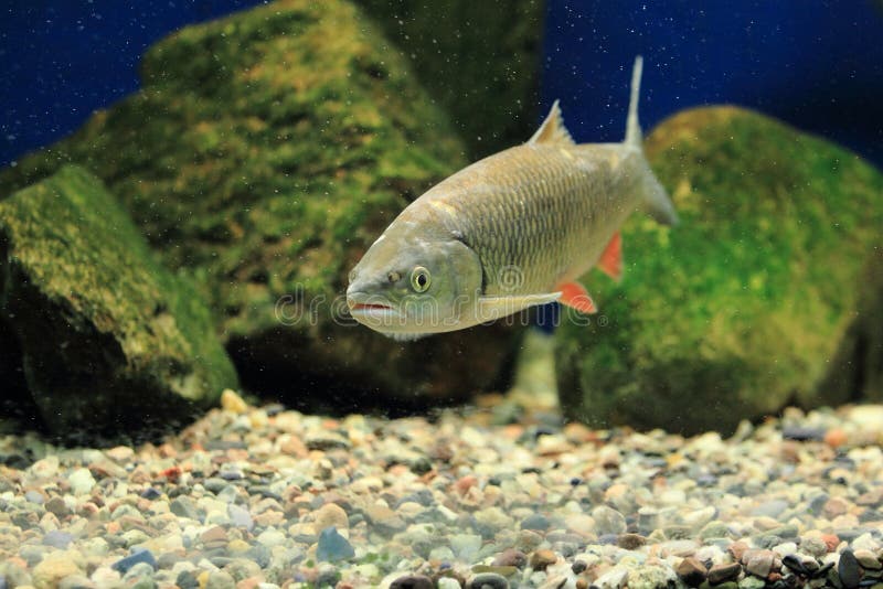 Cavedano comune fotografia stock. Immagine di europeo - 29279232