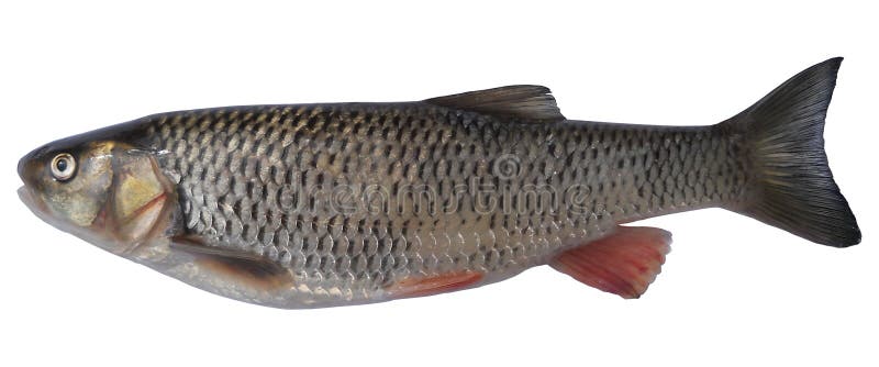 Cavedano europeo fotografia stock. Immagine di europeo - 29279232