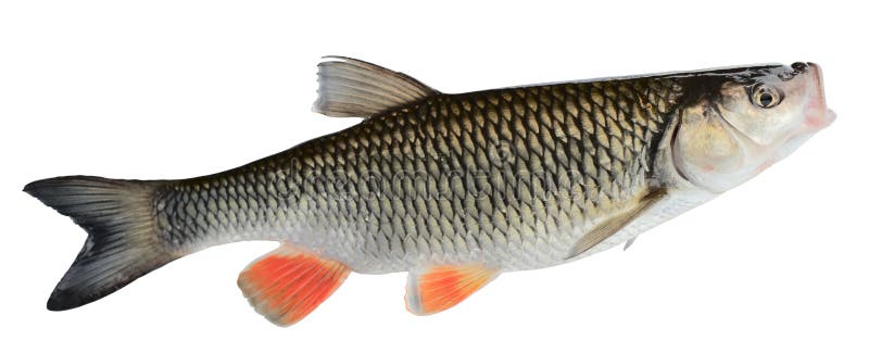 Cavedano Isolato Su Priorità Bassa Bianca Fotografia Stock - Immagine ...