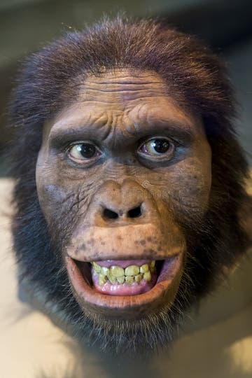 Australopithecus Africanus Stock Photos - Free & Royalty-Free Stock ...
