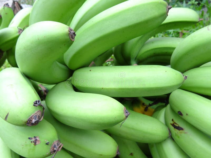Cavendish bananas stock photo. Image of cluster, cavendish - 51924172