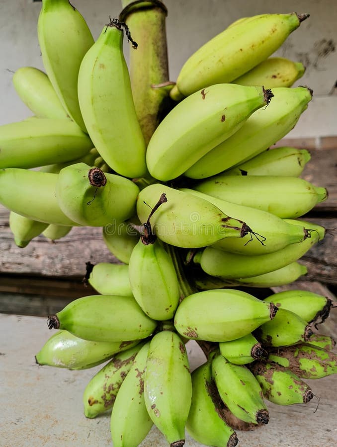 Cavendish Bananas are the Most Exported and Traded Type of Banana ...