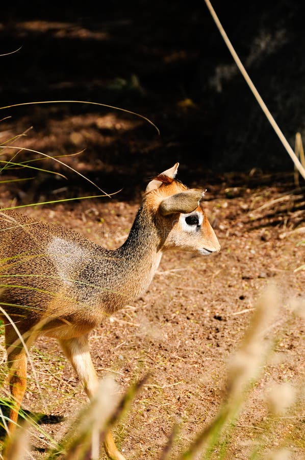 Cavendish s dik dik stock image. Image of eyes, cavendish - 15176617