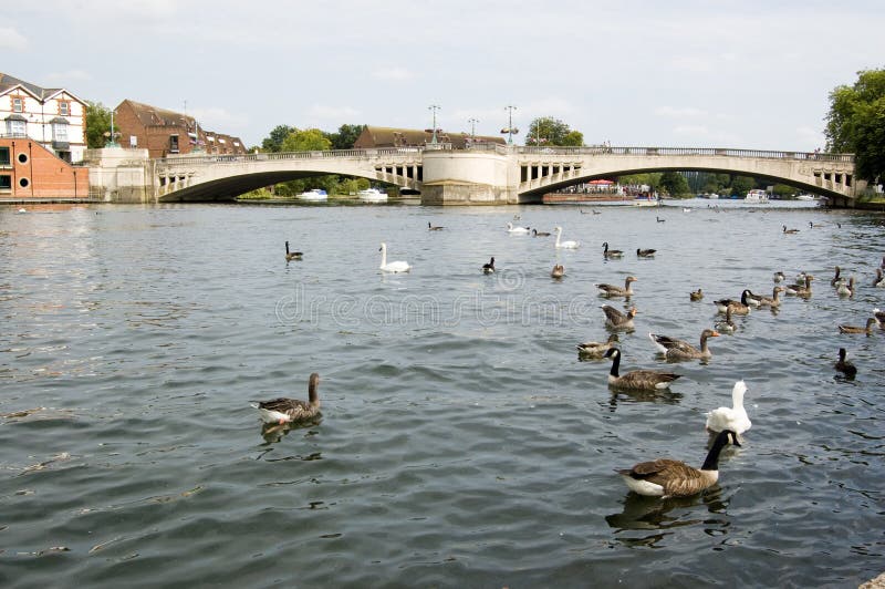 Caversham Bridge, Reading, Berkshire Stock Image - Image of reading ...