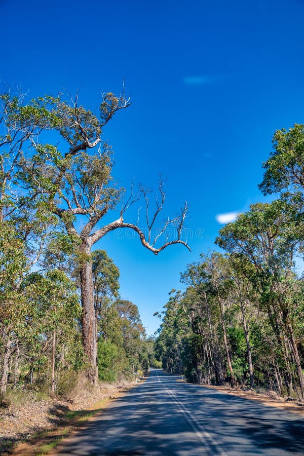 Caves Road in Western Australia Stock Image - Image of australian ...
