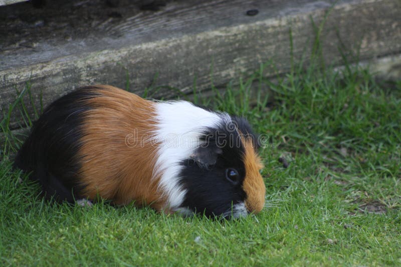 Cavia fotografia stock. Immagine di pezza, animale, erba - 10606446