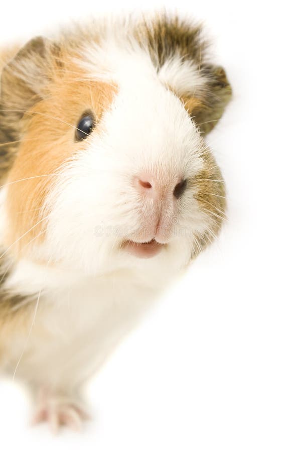 Cavia immagine stock. Immagine di nazionale, animale - 14566479