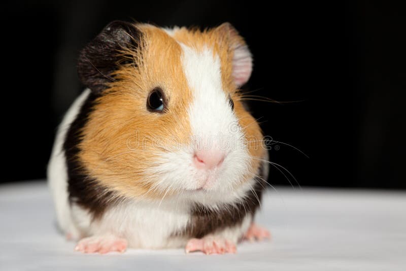 Cavia fotografia stock. Immagine di fauna, siedasi, pelliccia - 17411750