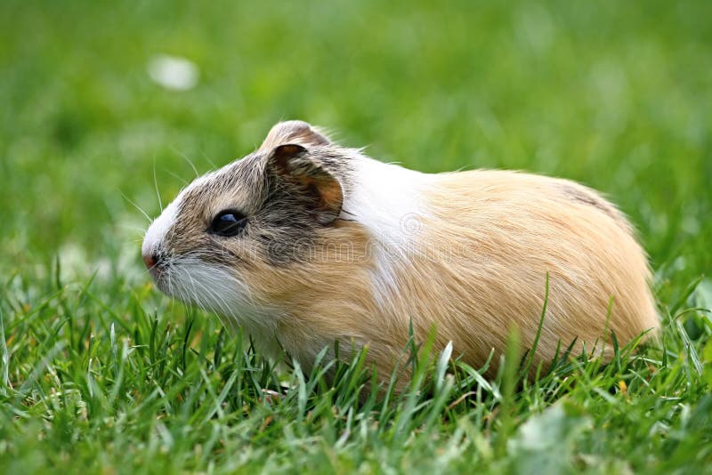 Cavia fotografia stock. Immagine di prigioniero, topo - 34934688