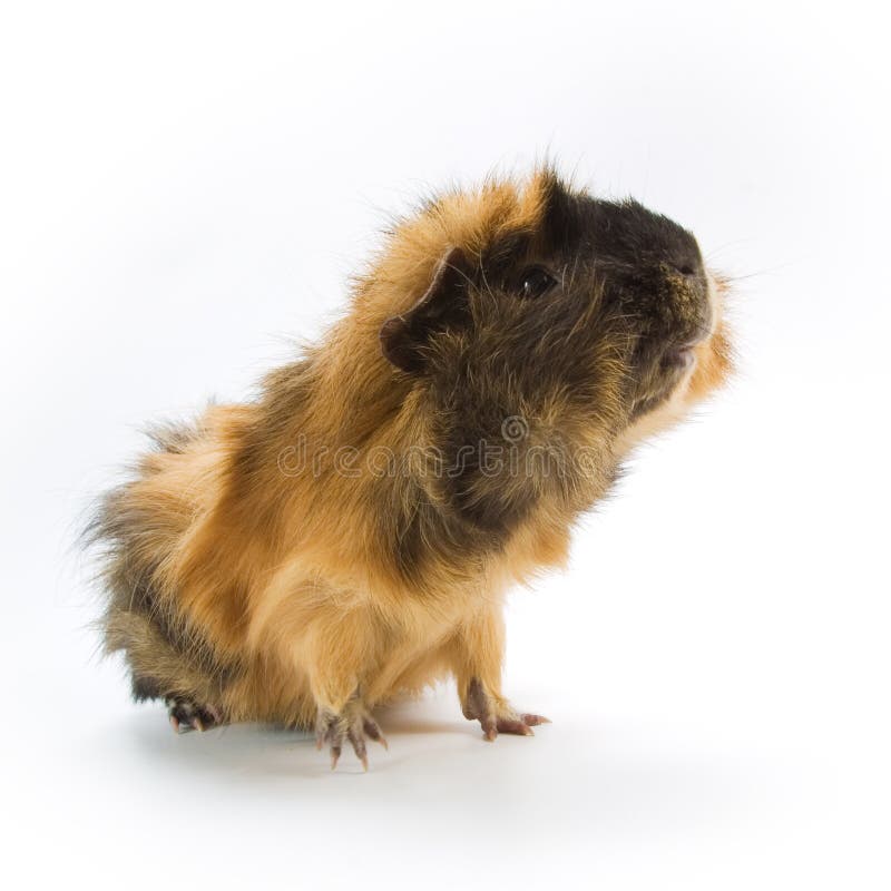 Cavia peruviana lilla fotografia stock. Immagine di furia - 2772302
