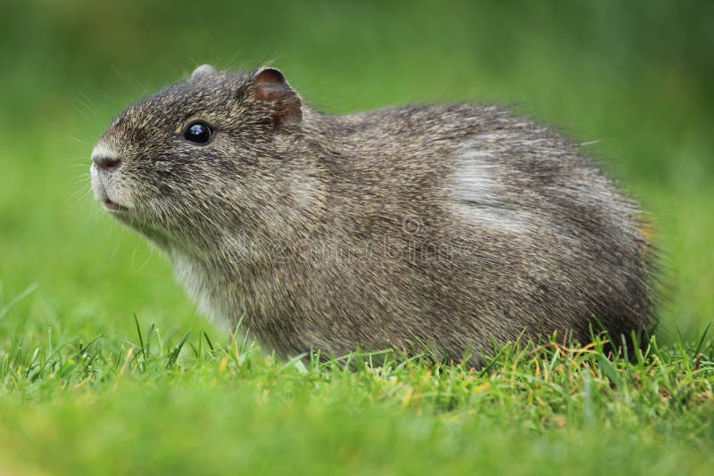 Cavy Selvaggio, Aperea Di Cavia Fotografia Stock - Immagine di furia ...