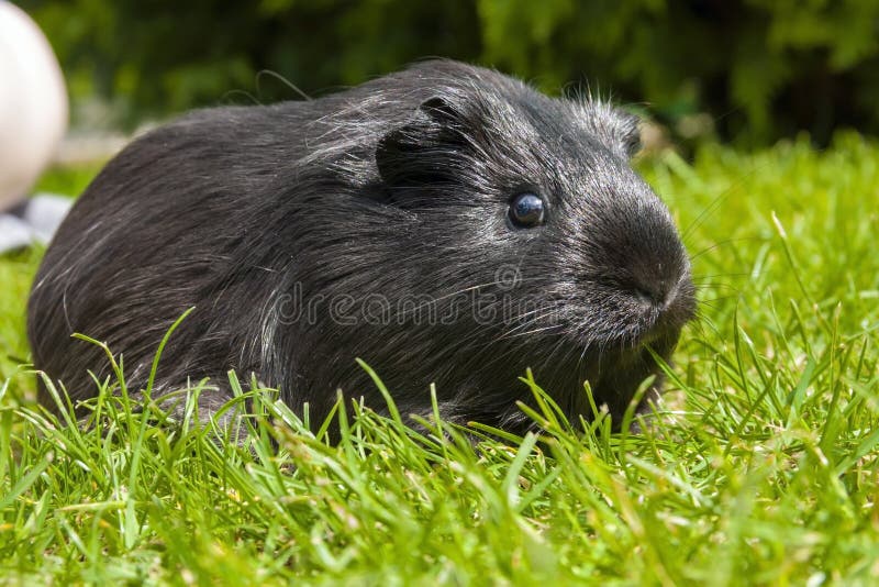 Aperea Di Cavia Del Roditore Nel Suo Habitat Naturale Fotografia Stock ...