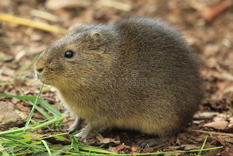 Maggior Cavia, Magna Di Cavia, Topo Raro Selvaggio Nell'habitat Della ...
