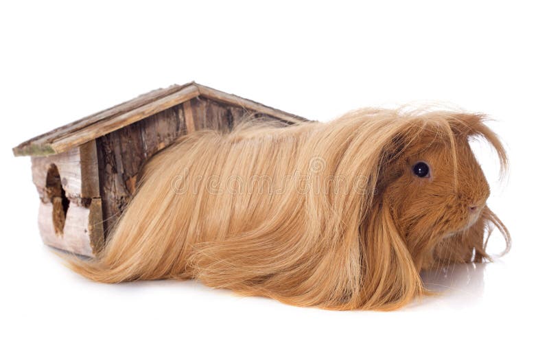 Cavia peruviana immagine stock. Immagine di peruviano - 36922321