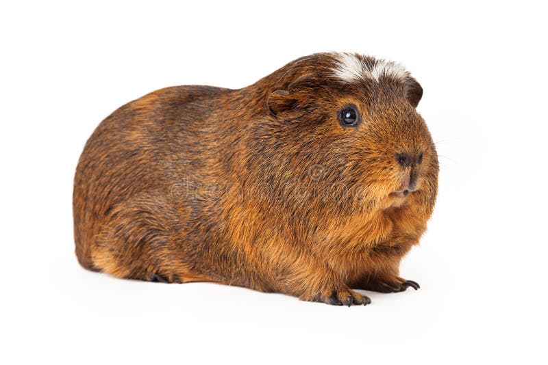 Cavia Peruviana Che Si Siede Al Lato Immagine Stock - Immagine di ...