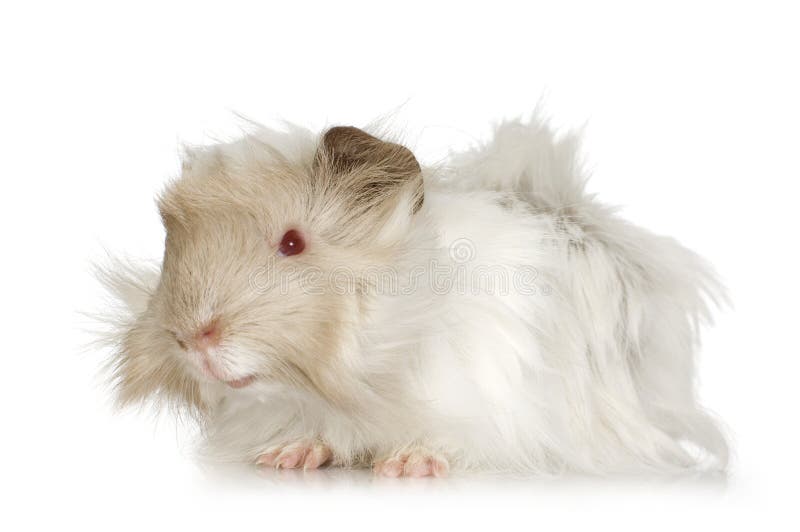 Cavia peruviana lilla fotografia stock. Immagine di sfondo - 2772296