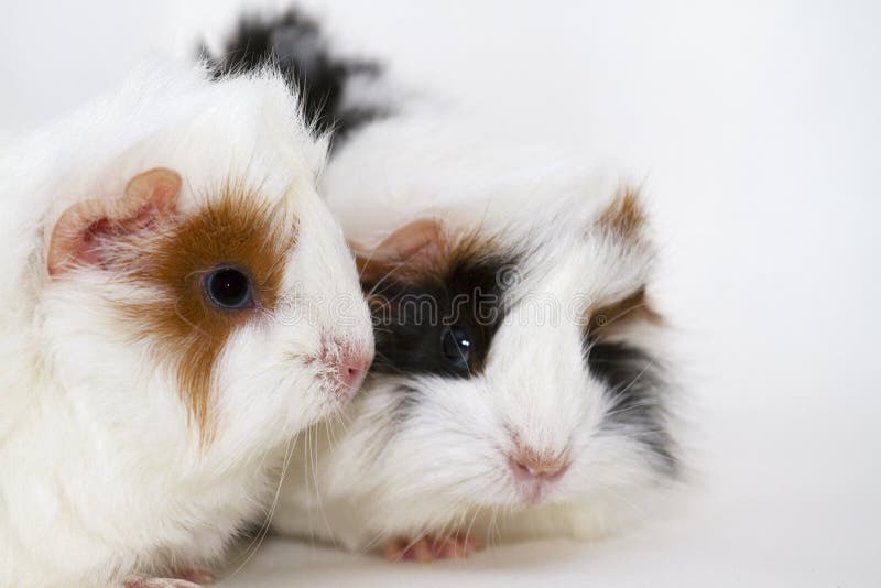Cavia porcellus stock photo. Image of nose, macro, animal - 14838830