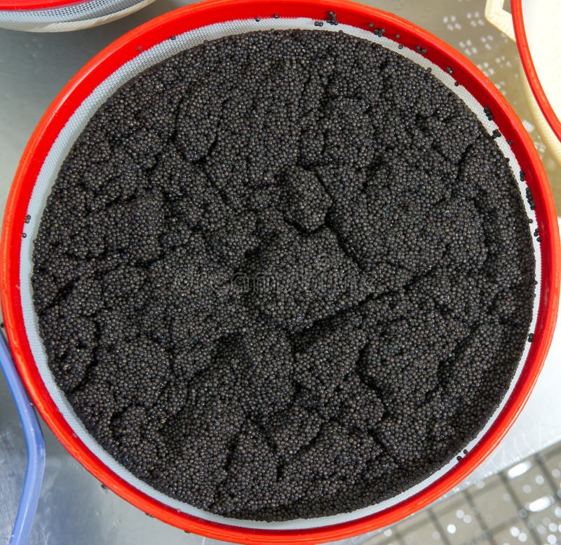 Caviar Processing Plant, Close-up of Sturgeon Eggs Stock Image - Image ...