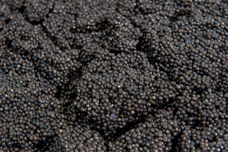 Caviar Processing Plant, Close-up of Sturgeon Eggs Stock Image - Image ...