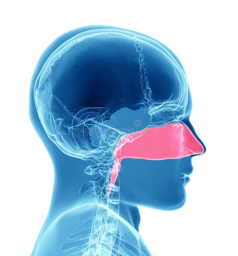 Cavidades - respirando ilustração stock. Ilustração de congestionado ...