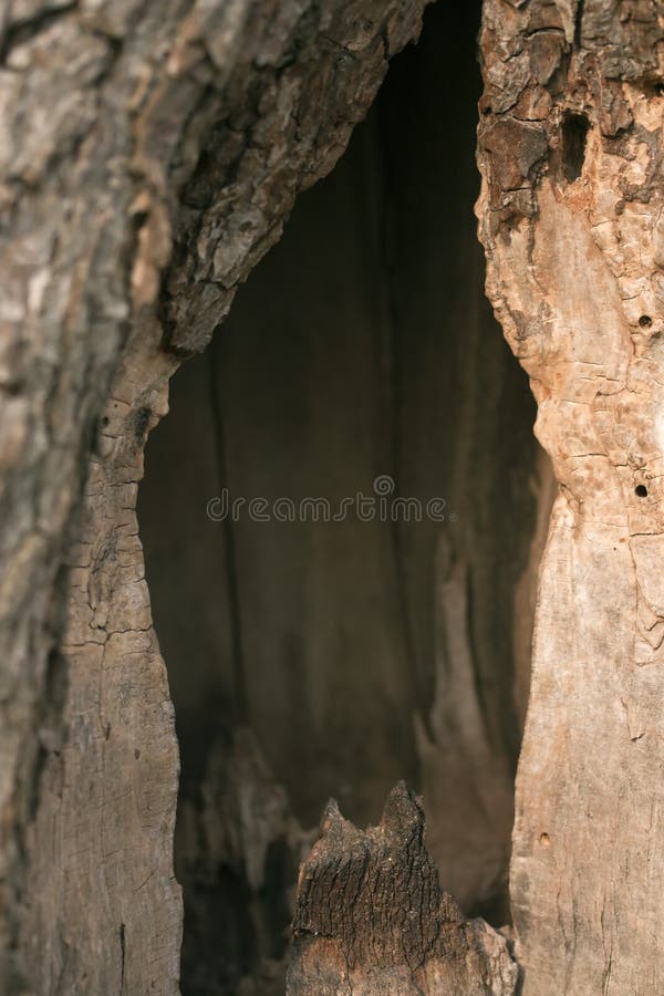 Arbre creux photo stock. Image du arbre, brun, bois, vert - 3601560