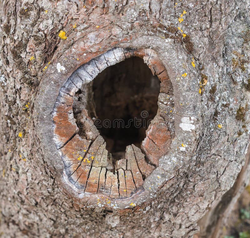 Cavity in an apple tree stock photo. Image of branch - 182227644