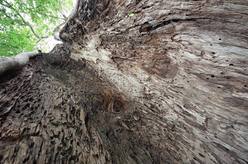 Tree Cavity stock image. Image of nature, fixed, cement - 15988263