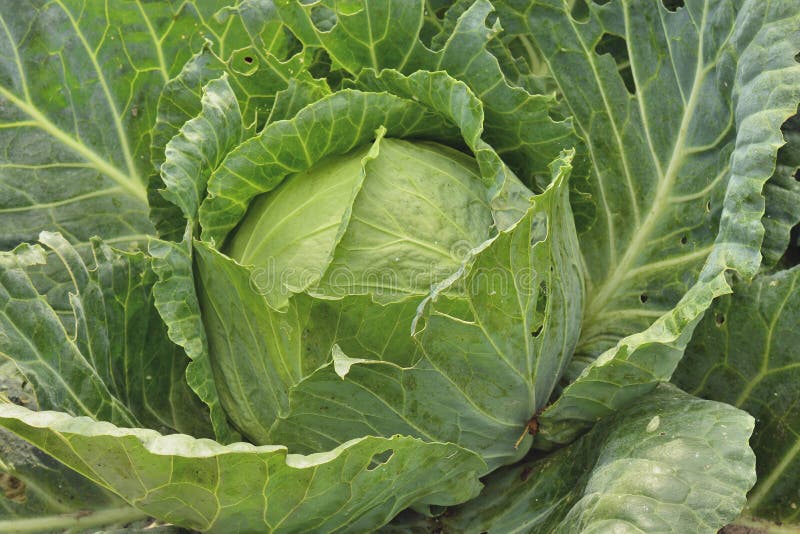 Cavolo immagine stock. Immagine di pianta, estate, campi - 43675667