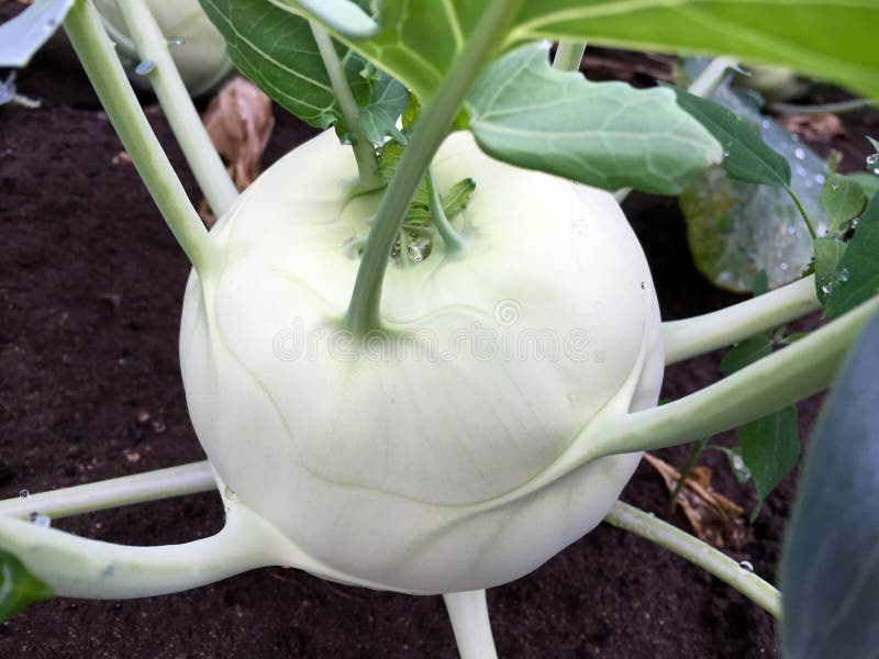 Cavolo Rapa Fresco Sul Campo Immagine Stock - Immagine di foglio, sano ...