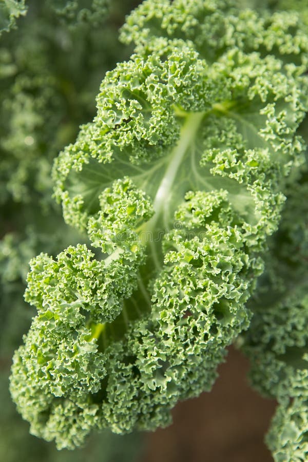Cavolo riccio immagine stock. Immagine di mangi, campo - 28249305