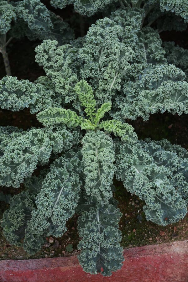 Cavolo riccio immagine stock. Immagine di minerali, ministero - 46987179