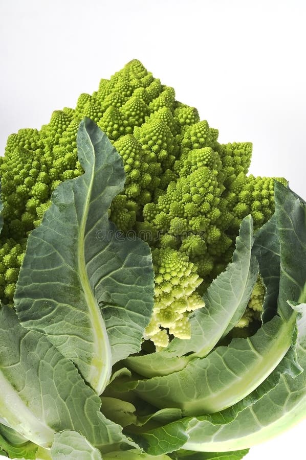 Cavolo verde immagine stock. Immagine di sviluppato, verde - 18332417