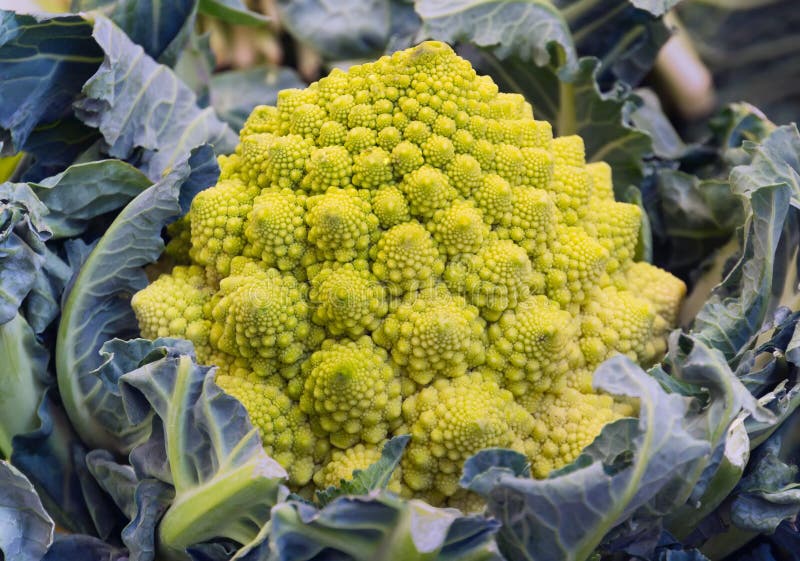 Cavolo Di Romanesco Dei Broccoli Verdi Del Cavolfiore (o Di Romanesco ...