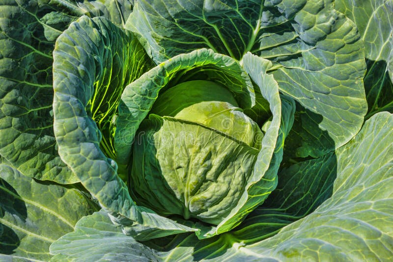 Cavolo verde fresco immagine stock. Immagine di giardino - 26105625