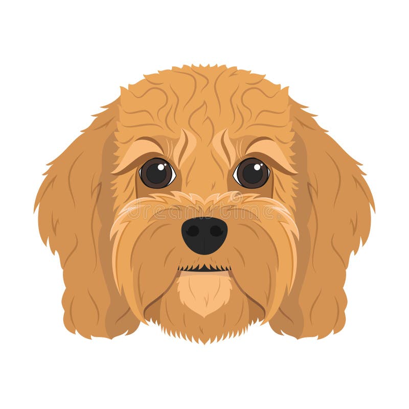 Cavoodle Dog Isolated on White Background Vector Illustration Stock ...