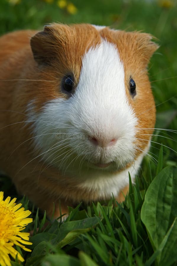 Cavy stock image. Image of field, adorable, hairy, eating - 19638999