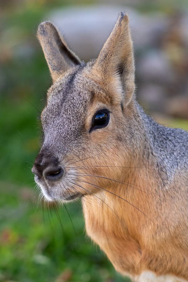 Cavy Closeup in Soft Dappled Light on a Summer Afternoon Stock Image ...