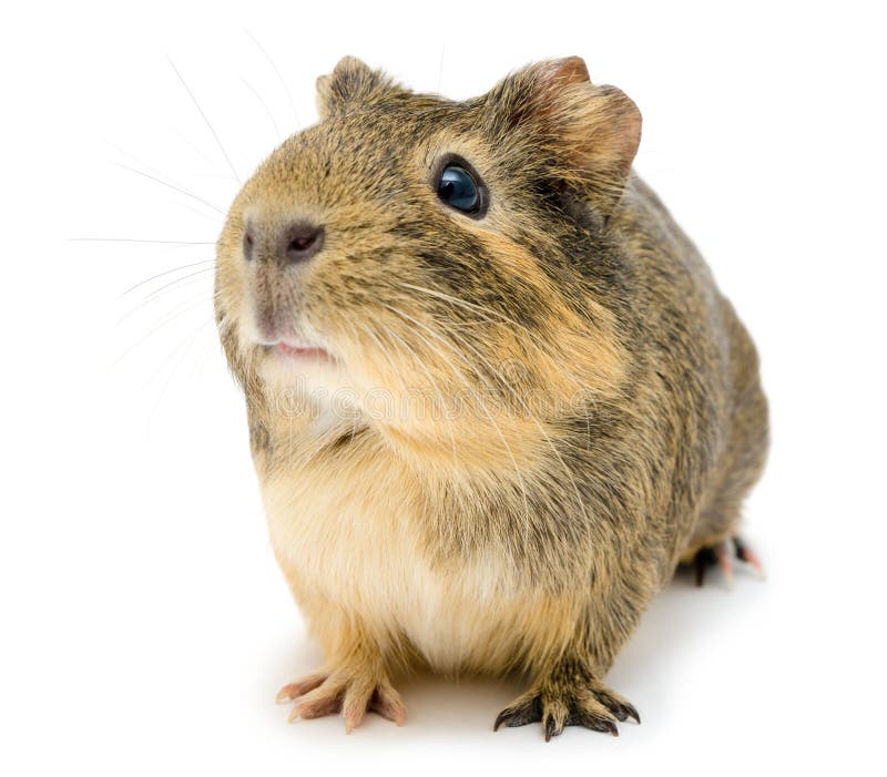 4,089 Photos de Cobaye Cavia Porcellus - Photos de stock gratuites et ...