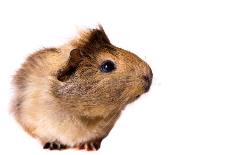 Cavy - cute pet stock image. Image of shallow, brindle - 91347785