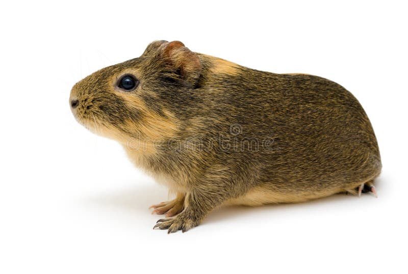 Side View Of A Guinea Pig - Cavia Porcellus Stock Photo - Image of ...
