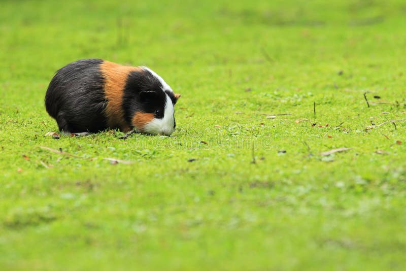 Cavy stock image. Image of cavia, mammal, animal, grass - 31462321