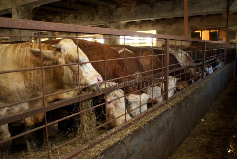 Caw 10 stock image. Image of milk, natural, field, animals - 1458215