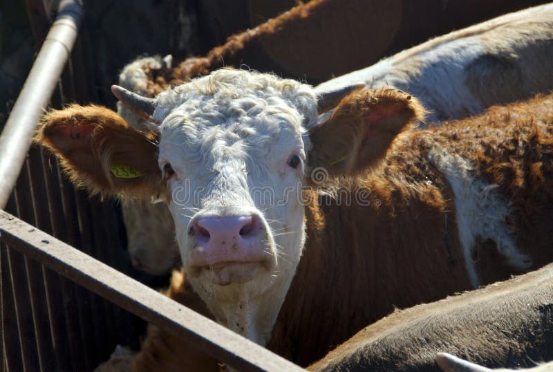 Caw stock photo. Image of animals, village, nature, land - 1458034