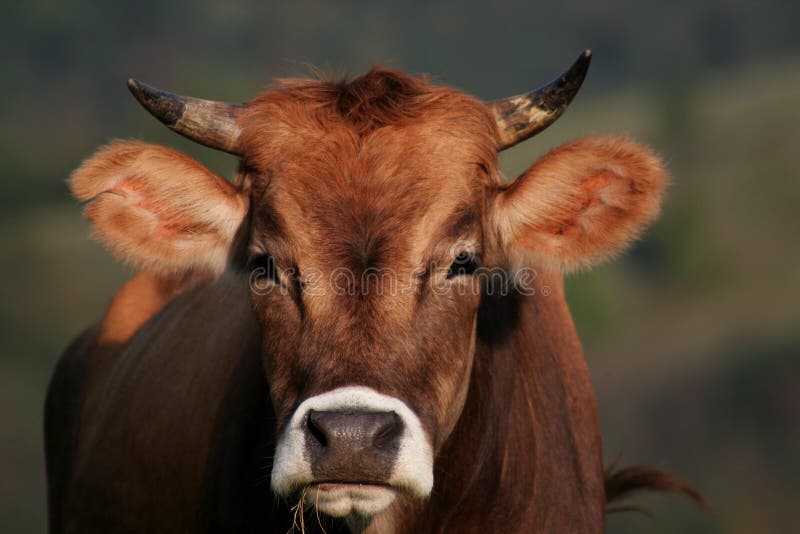 Caw stock photo. Image of grazing, curious, countryside - 3048270