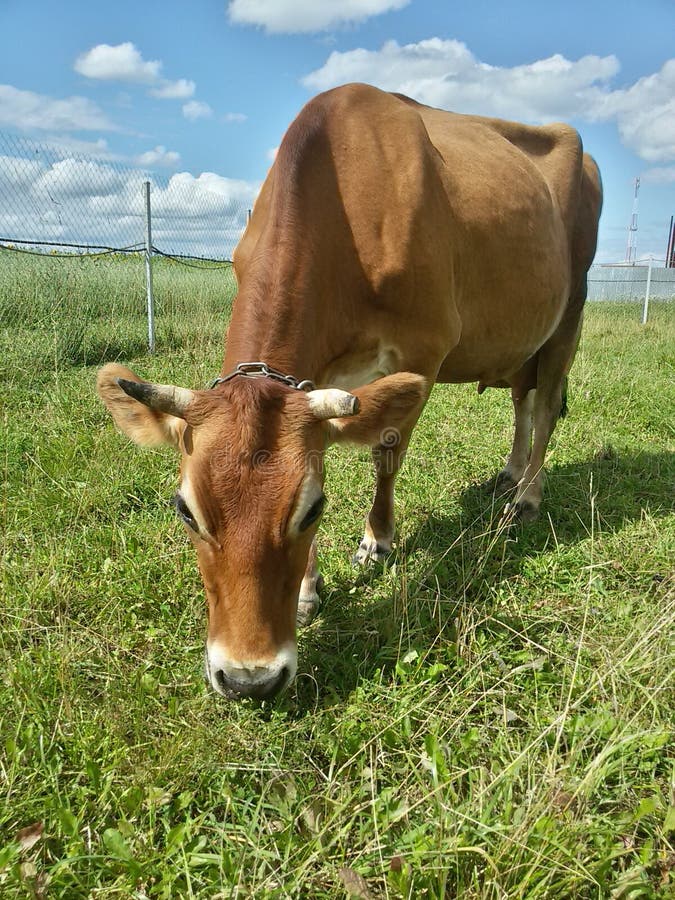 789 Caw Photos - Free & Royalty-Free Stock Photos from Dreamstime