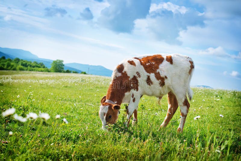 Caw in the field stock image. Image of land, grazing - 41470067