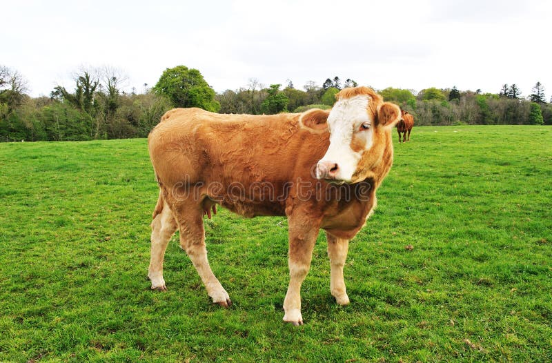 Caw in a medow feeding stock image. Image of domestic - 19489183